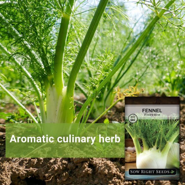 Florence Fennel Seeds for Planting | Sow Right Seeds